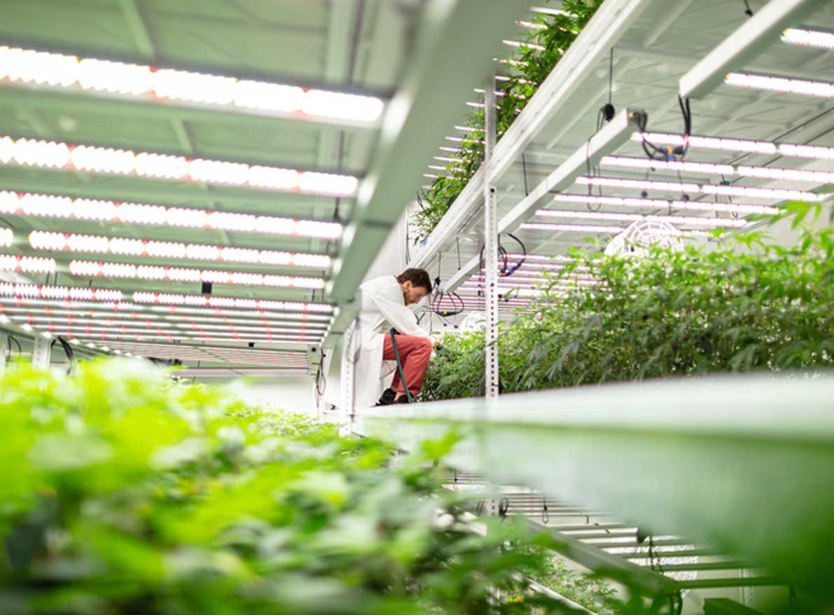 Hemp Business Banking | Cannabis Banking | First Citizens