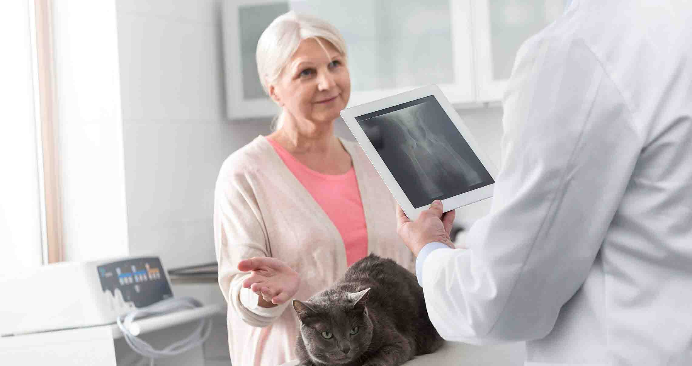 Cloud-Based Veterinary Software: 5 Questions for Your Practice | First ...