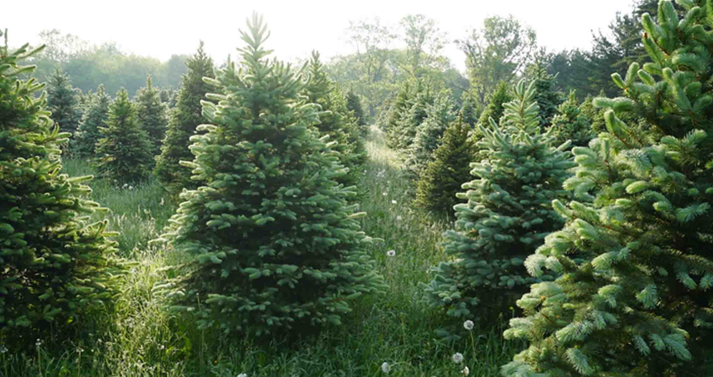 What you need to know about tree farming for profit